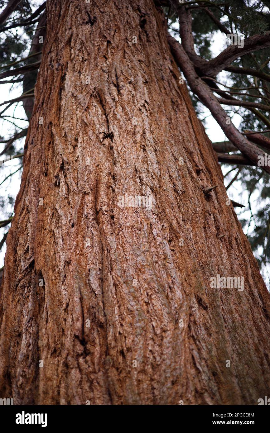 Very tall tree species hi-res stock photography and images - Alamy