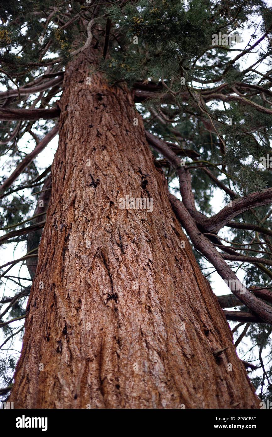 Giant Sequoia trunks Stock Photo - Alamy