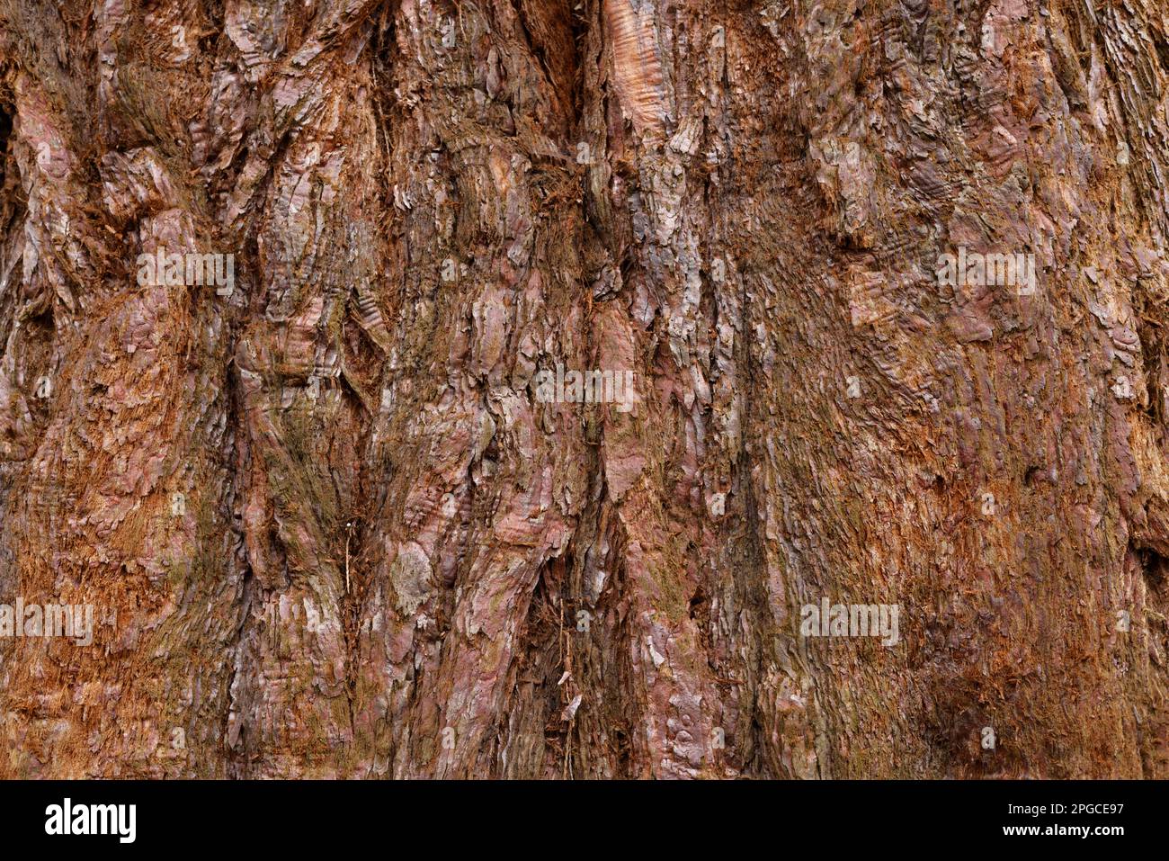 Giant Sequoia trunks Stock Photo - Alamy