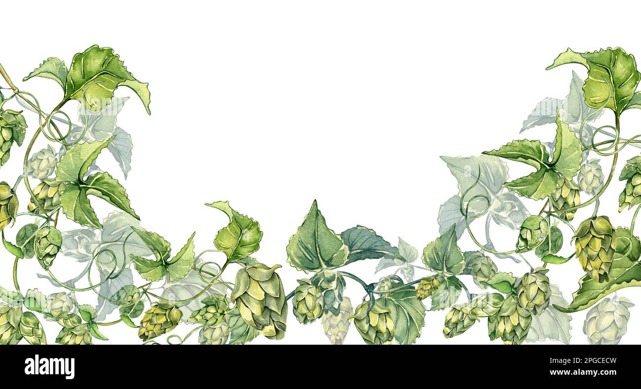 Board of hop vine, plant humulus watercolor illustration isolated on ...