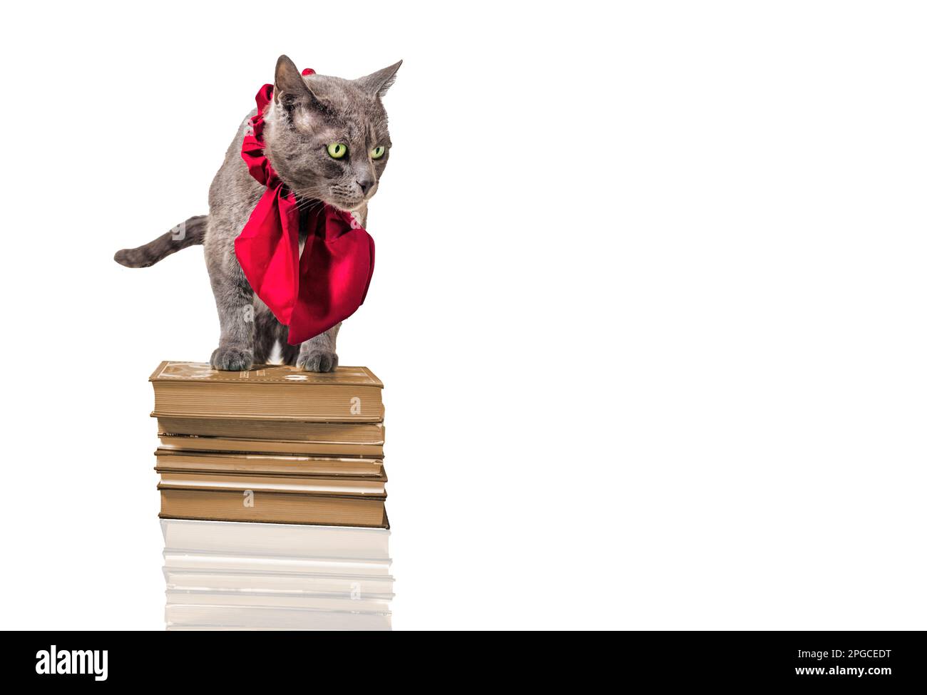 smart cat in a red tie sits on a stack of books on a white background ...