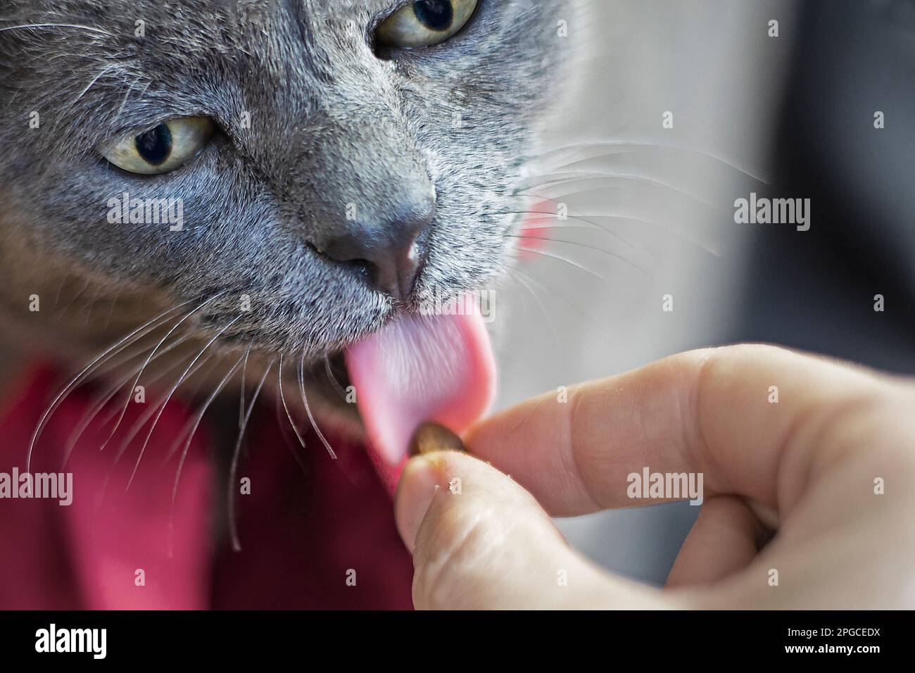 beautiful gray cat in a tie takes dry cat food from his hand with his ...
