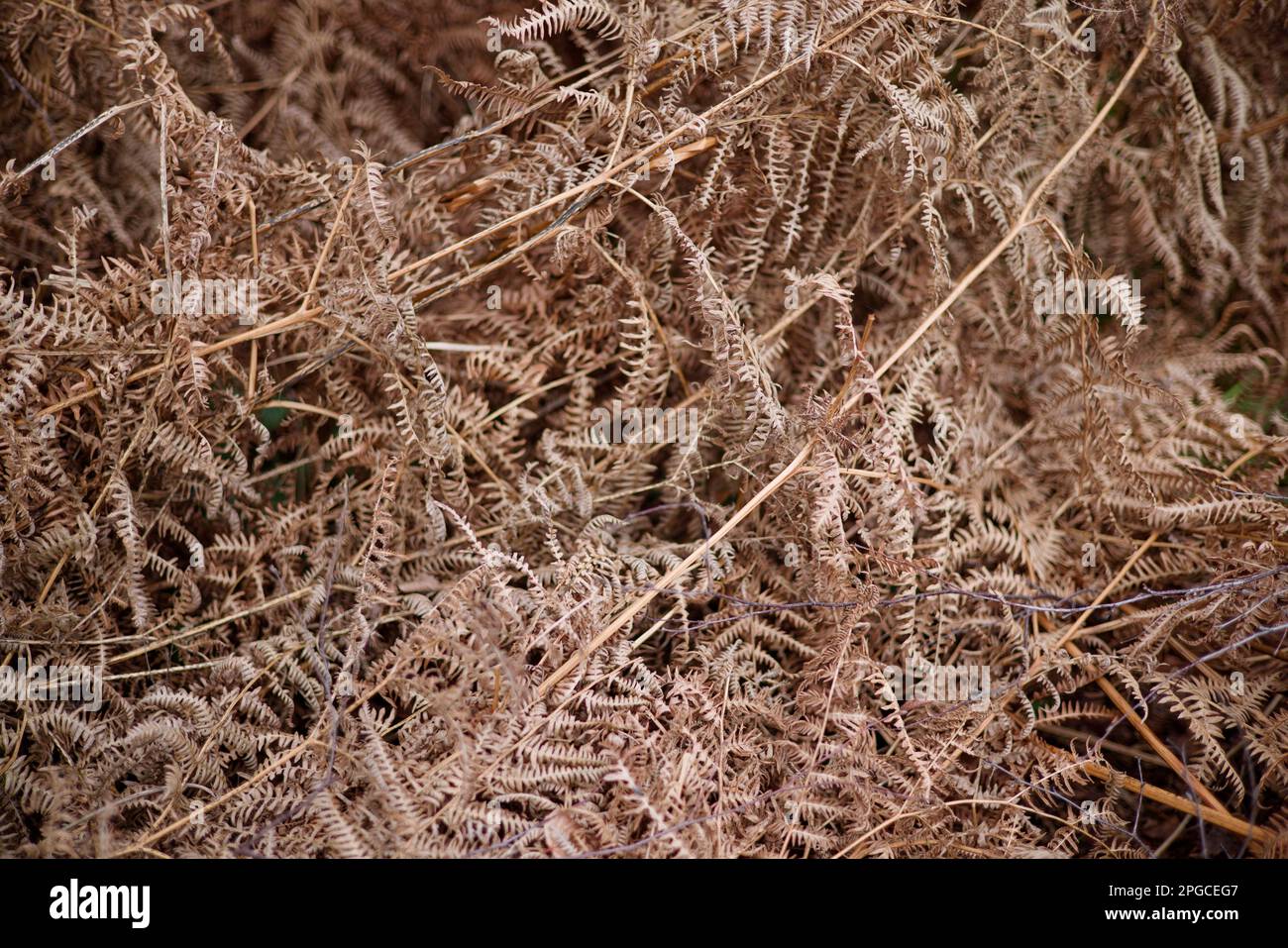 Dead fern leaves Stock Photo - Alamy