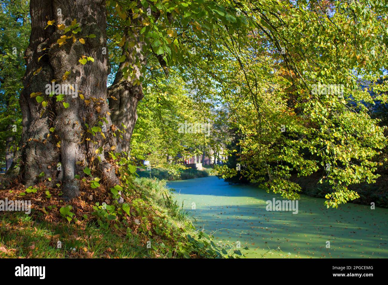 Old trees in the park, castle Wissen, Weeze, Germany Stock Photo - Alamy