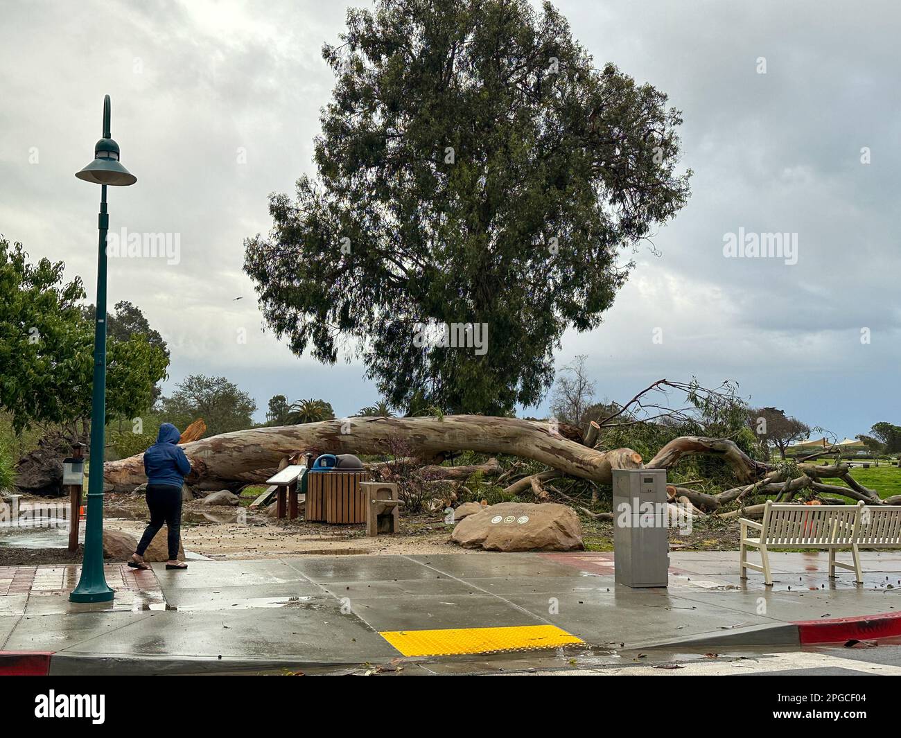 Carpinteria, California, USA. 21st Mar, 2023. Giant Fallen tree on ...