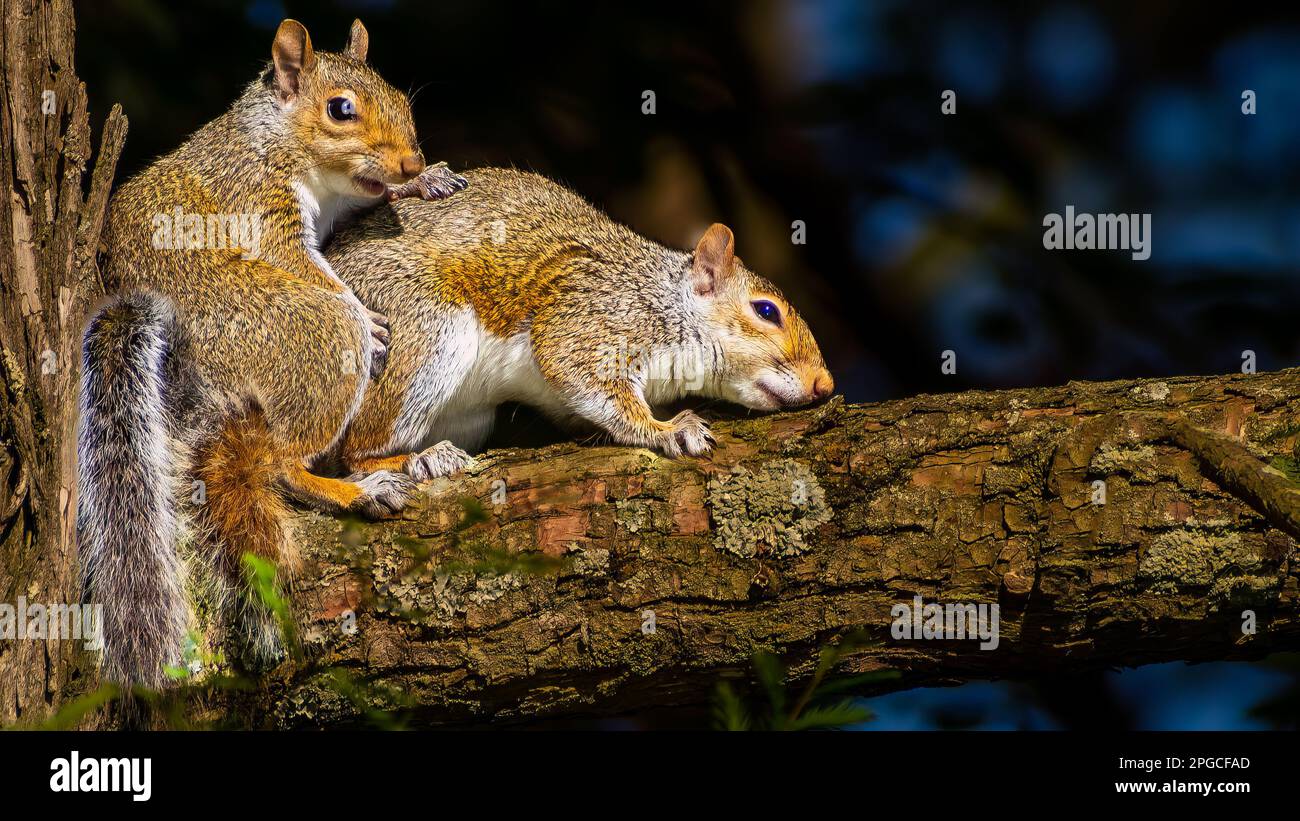 Squirrels habitat hi-res stock photography and images - Alamy