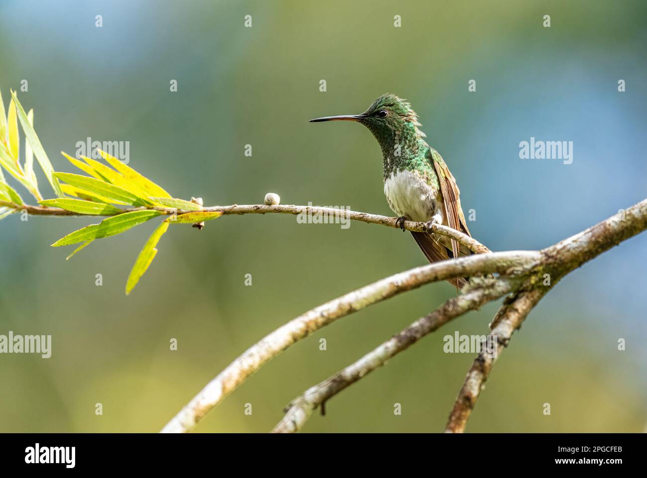 Snowy-bellied Hummingbird - Saucerottia edward, beautiful colored small ...