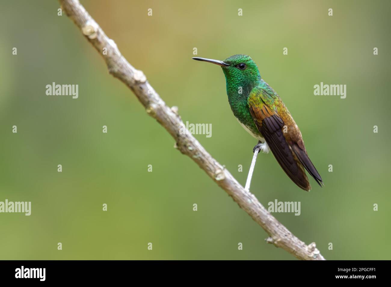 Snowy-bellied Hummingbird - Saucerottia edward, beautiful colored small ...