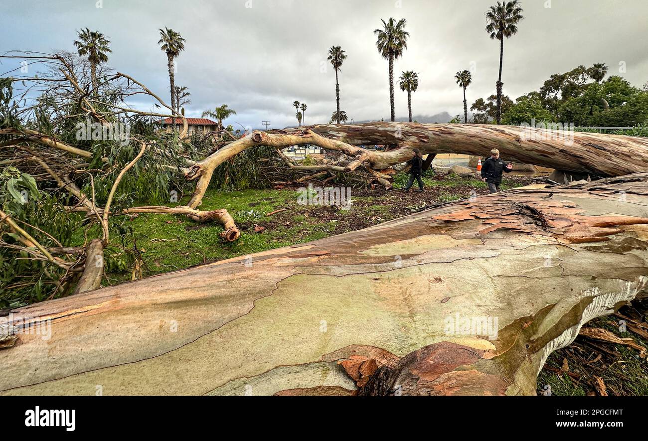 Carpinteria, California, USA. 21st Mar, 2023. Giant Fallen tree exposes ...