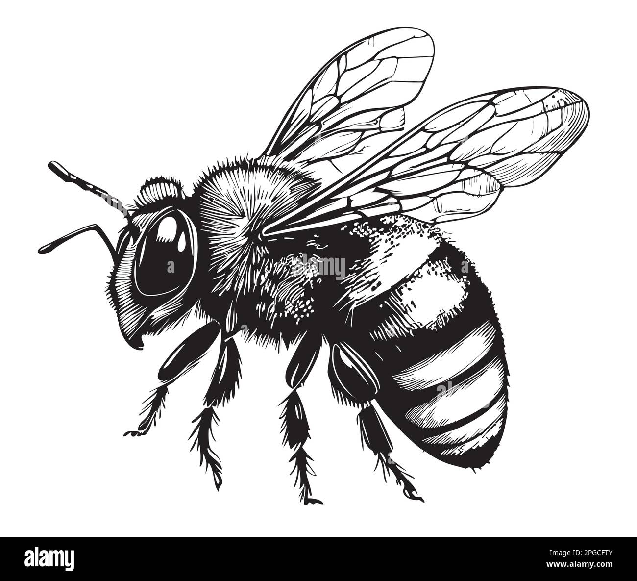 Bee hand drawn sketch insects vector illustration Honey Stock Vector ... Bee hand drawn sketch insects vector illustration Honey Stock Vector ...