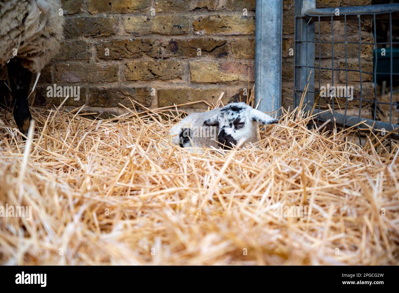 Fresh faced hi-res stock photography and images - Alamy