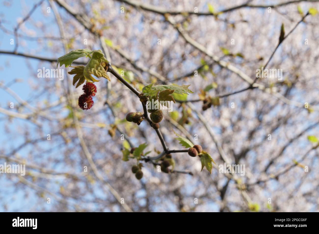 Buds of a chestnut tree in very early spring. Blue sky and chestnut ...
