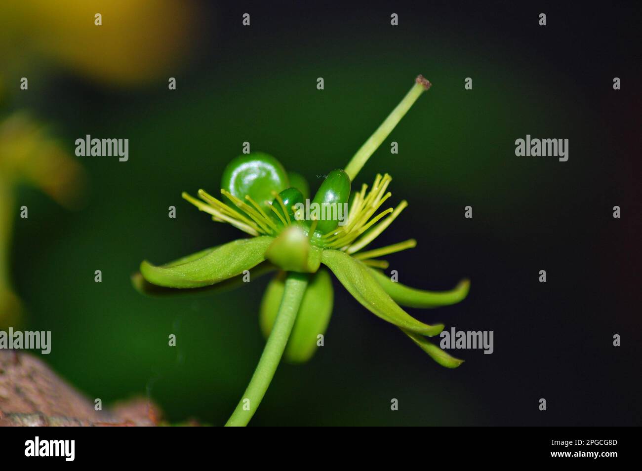 Yellow Ochna integerrima flower, close up photography nature with bokeh ...