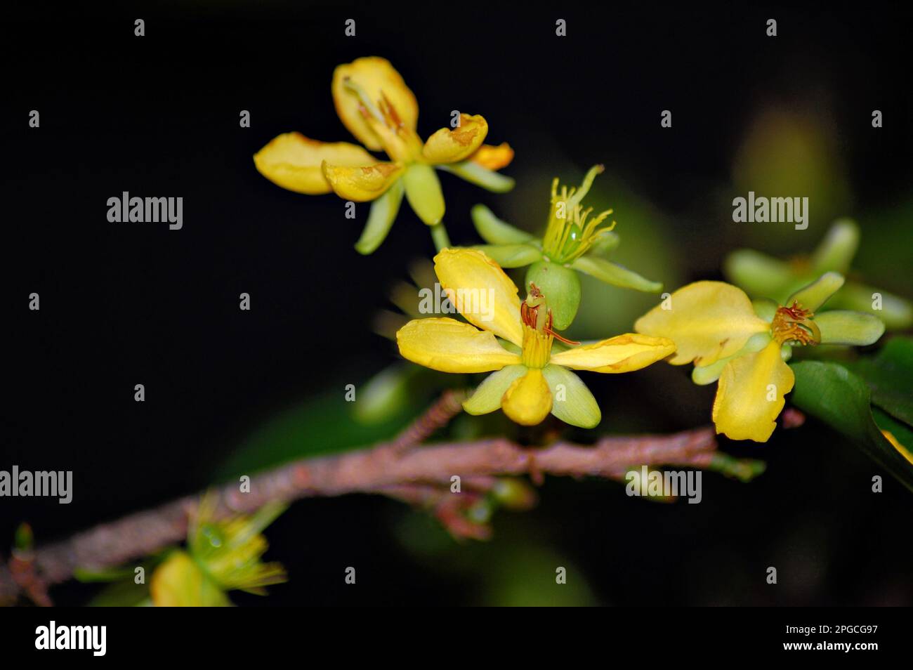 Vietnam vector hi-res stock photography and images - Alamy