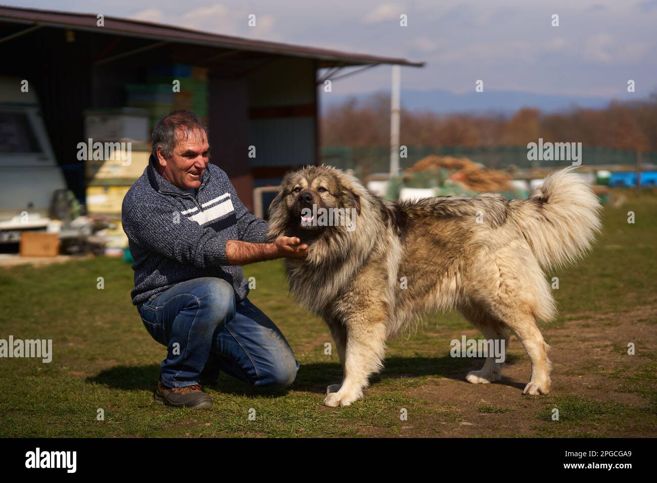 Man with a large caucasian shepherd guard dog playing around in the ...