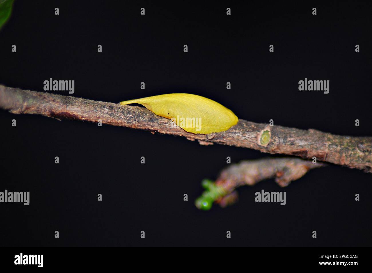 Yellow ochna hi-res stock photography and images - Alamy