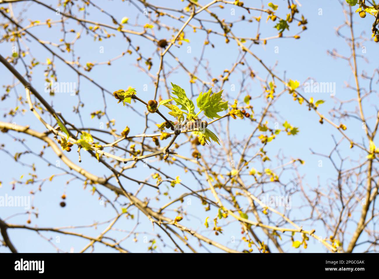 Buds of a chestnut tree in very early spring. Blue sky and chestnut ...