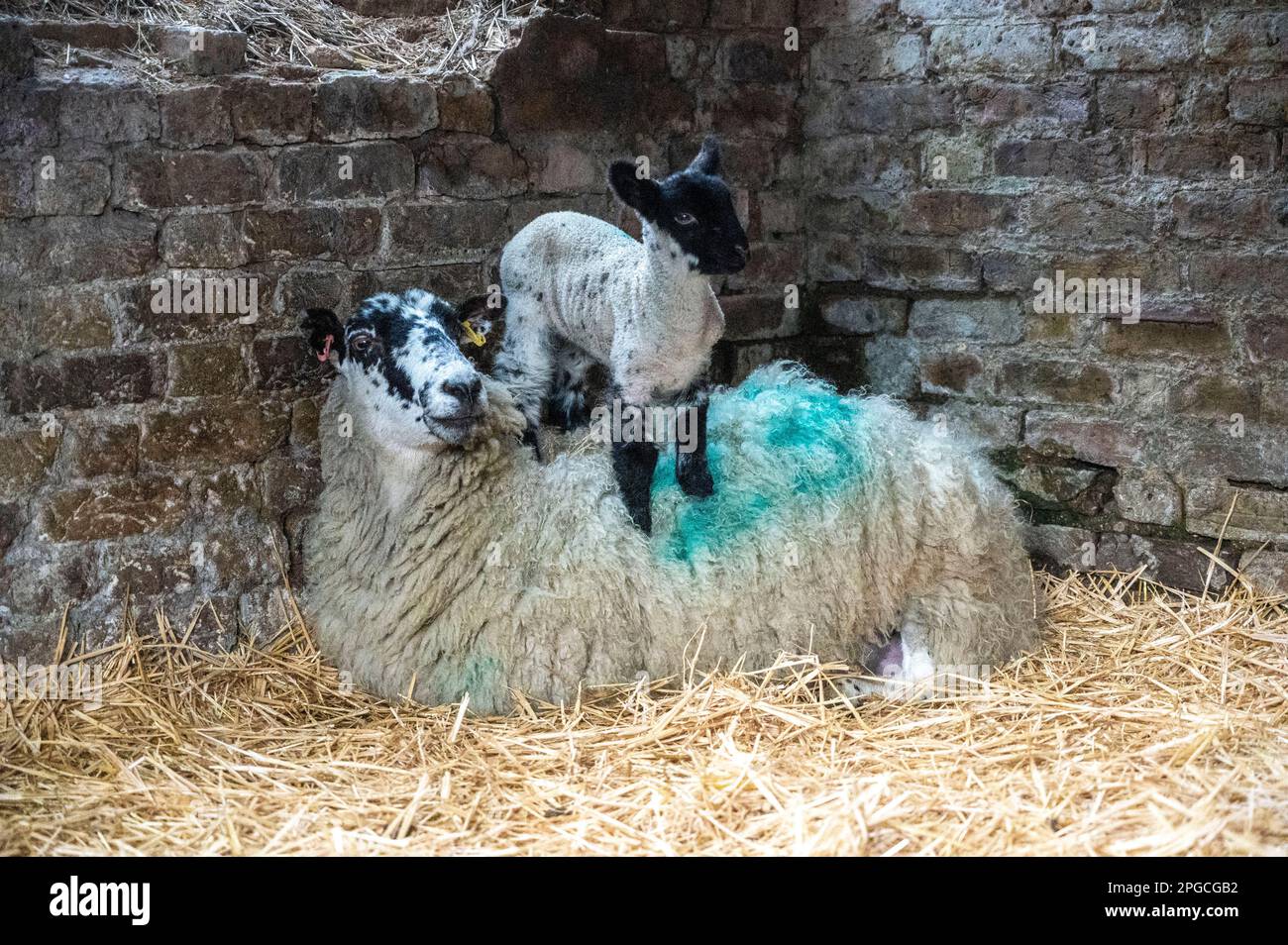 Fresh faced spring easter lambs uk Stock Photo - Alamy