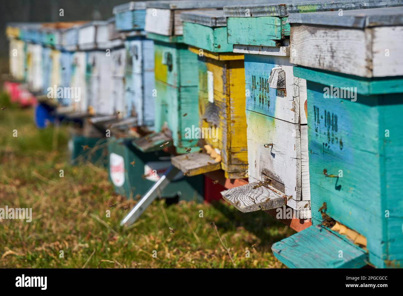 Spring has arrived, bees are starting to swarm in and around the hives ...