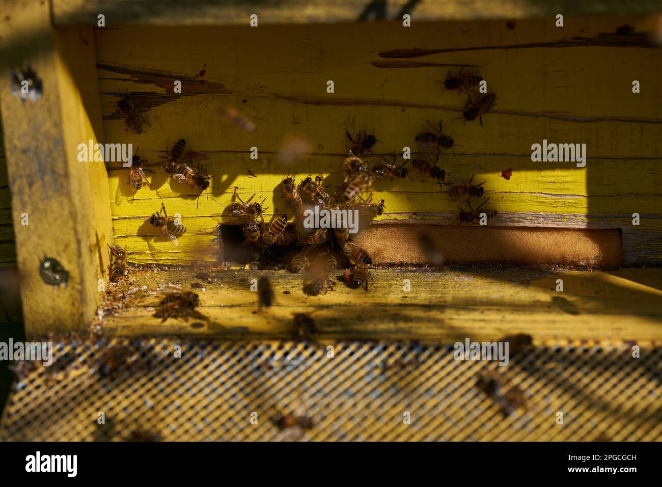 Spring has arrived, bees are starting to swarm in and around the hives ...