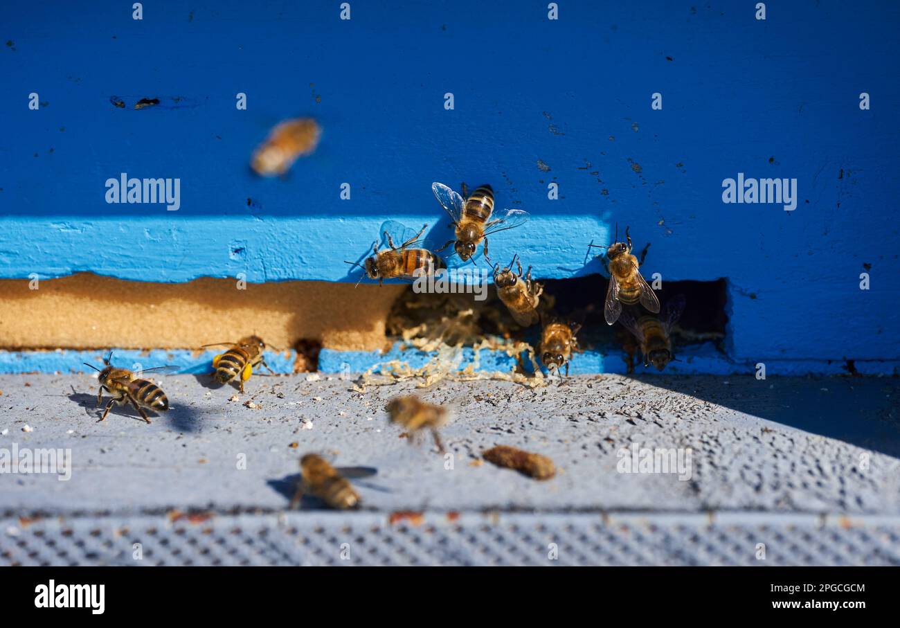 Spring has arrived, bees are starting to swarm in and around the hives ...