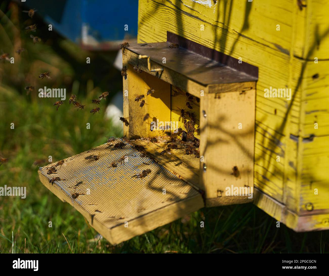 Spring has arrived, bees are starting to swarm in and around the hives ...