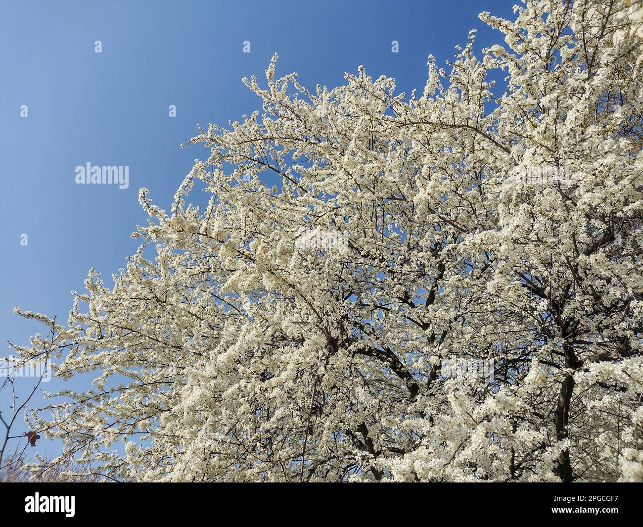 Flowering tree in spring in Baia Mare city, Romania Stock Photo - Alamy