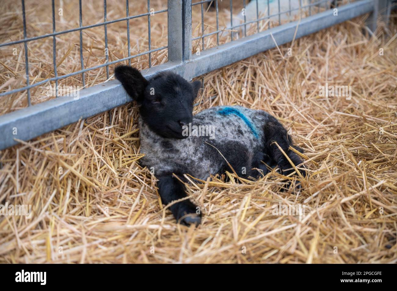 Fresh faced spring easter lambs uk Stock Photo - Alamy