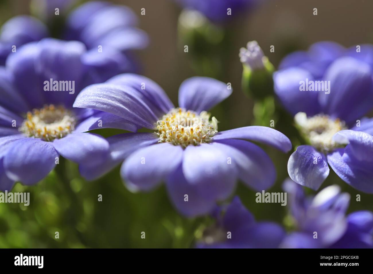 Flowers in the garden, Florist's Cineraria (Pericallis x Hybrida Stock ...