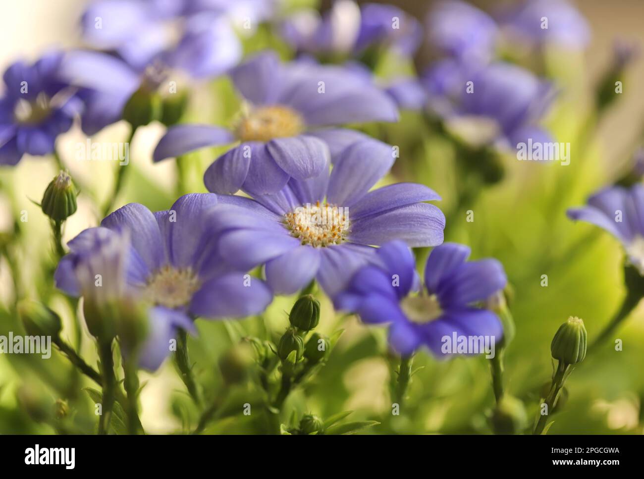 Flowers in the garden, Florist's Cineraria (Pericallis x Hybrida Stock ...