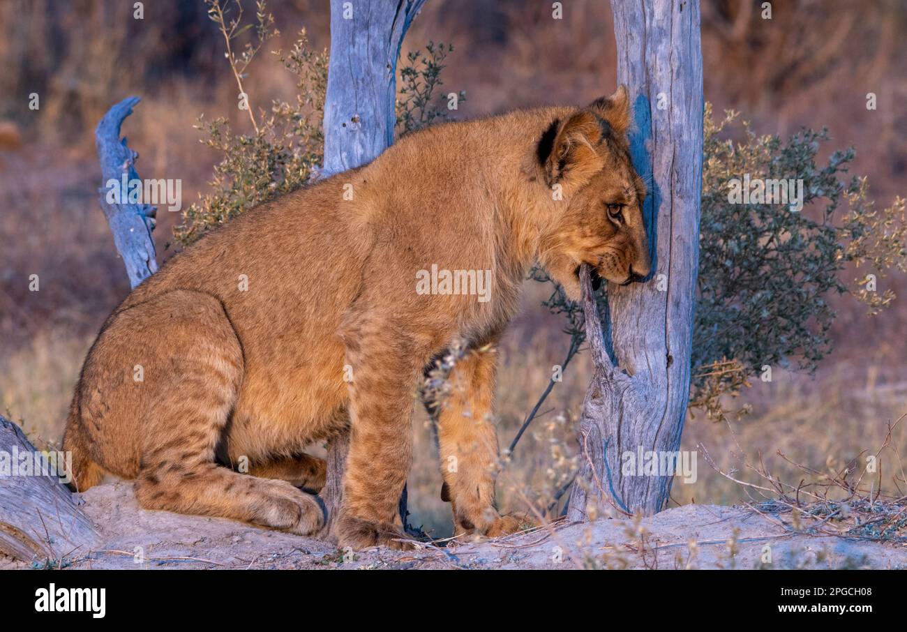 Young lion chews on a dry tree stump to alleviate itchy gums and teeth ...