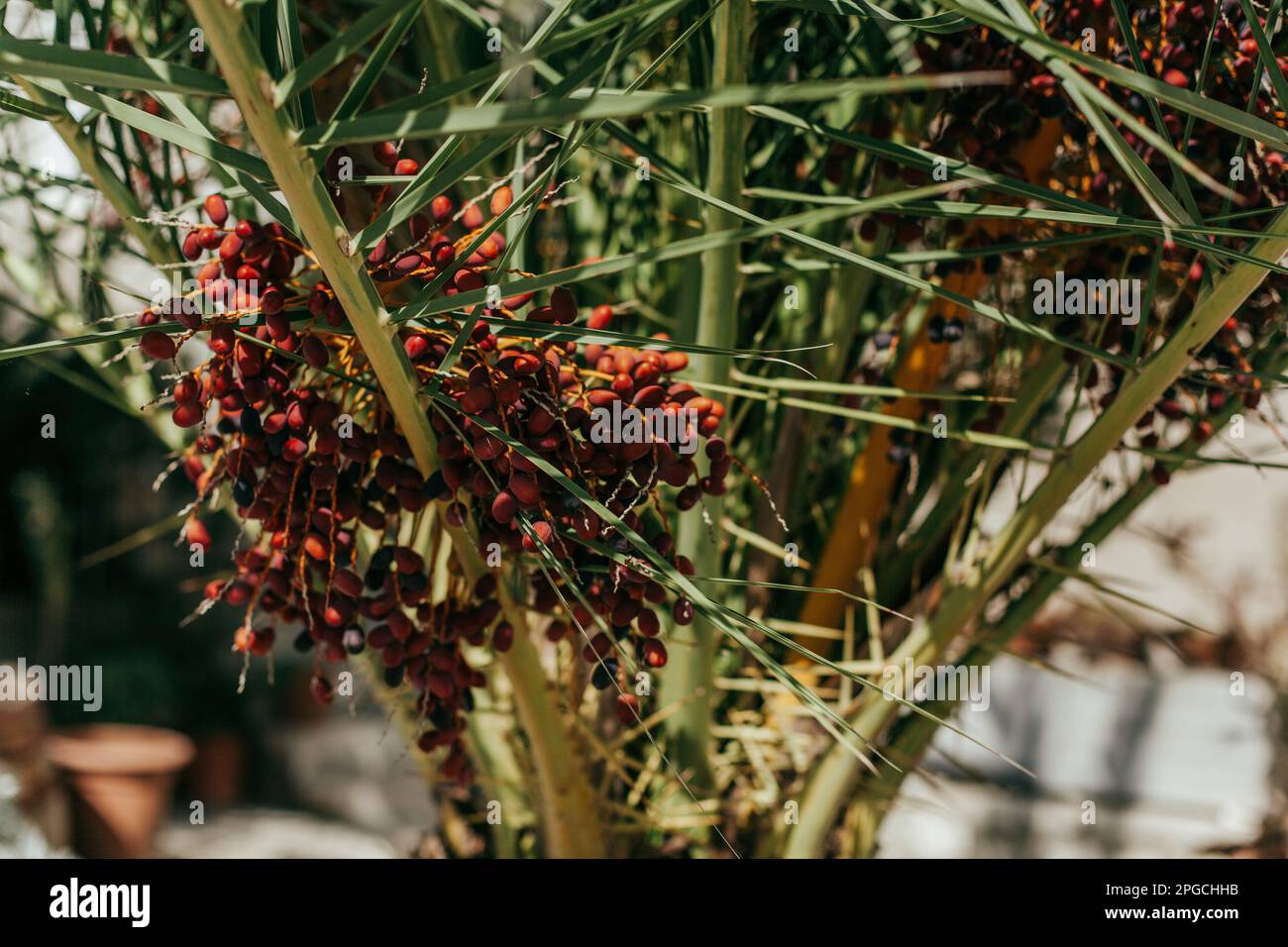 Palm fruits on the tree, Sreser, Croatia Stock Photo - Alamy