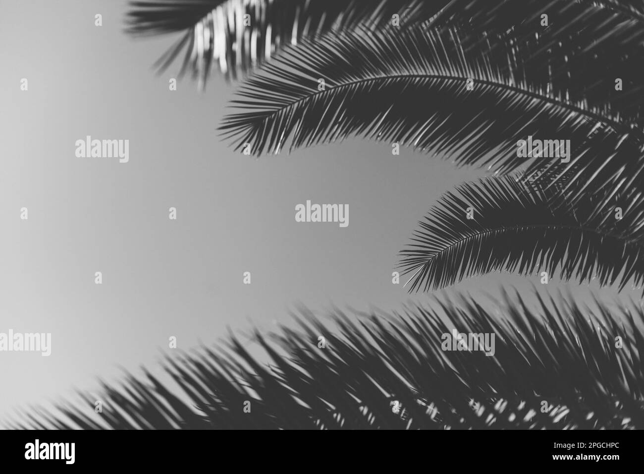 Green palm tree on Black and White Stock Photos & Images - Alamy
