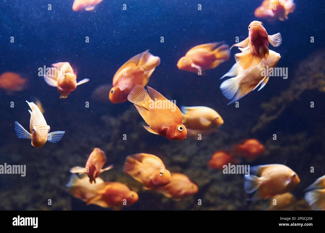Red parrot cichlid. Underwater close up view of tropical fishes. Life ...