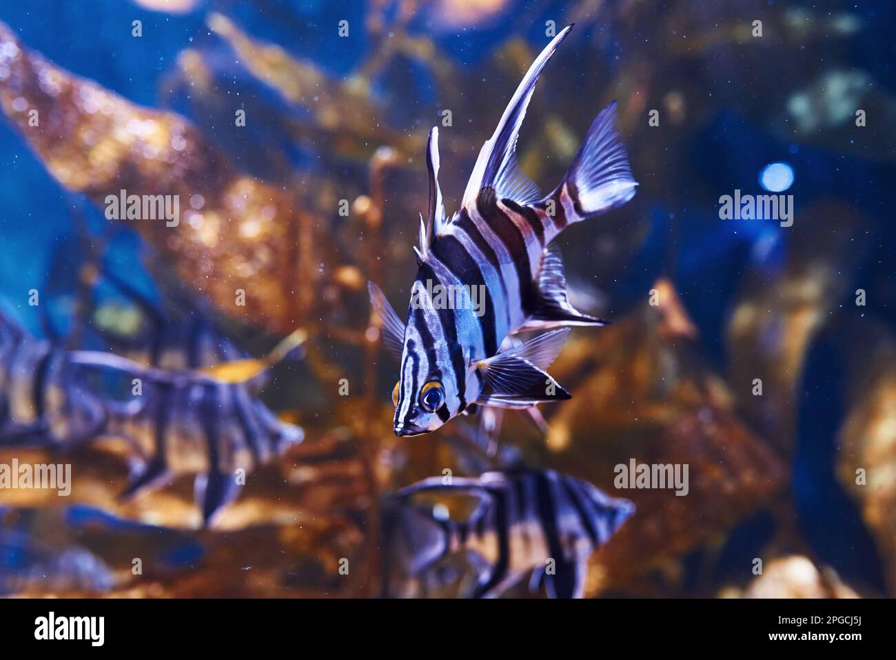 Enoplosus armatus. Underwater close up view of tropical fishes. Life in ...