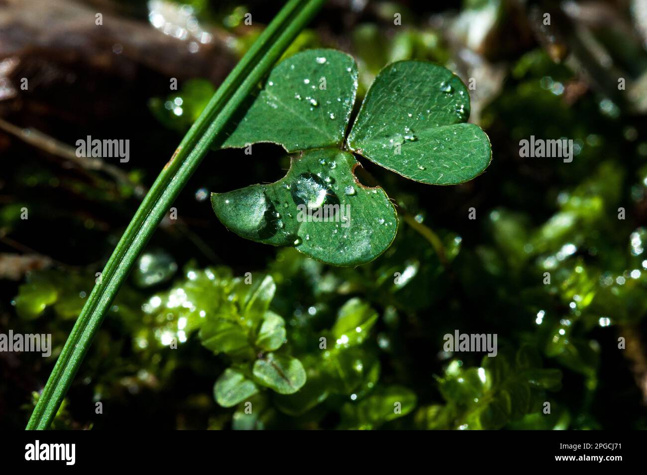 la bellezza e la peculiarità della natura in montagna, gli elementi ...
