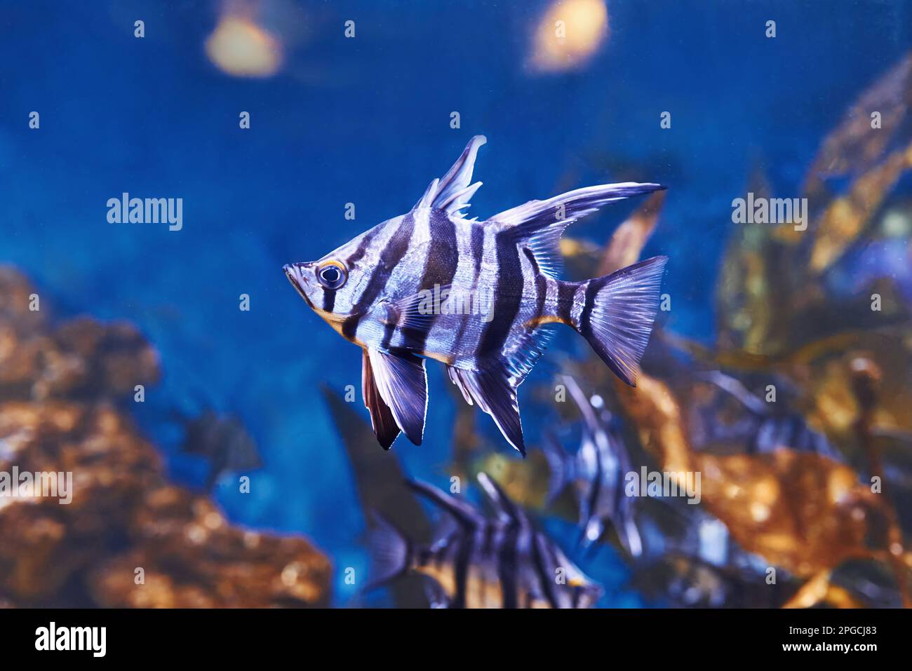 Enoplosus armatus hi-res stock photography and images - Alamy