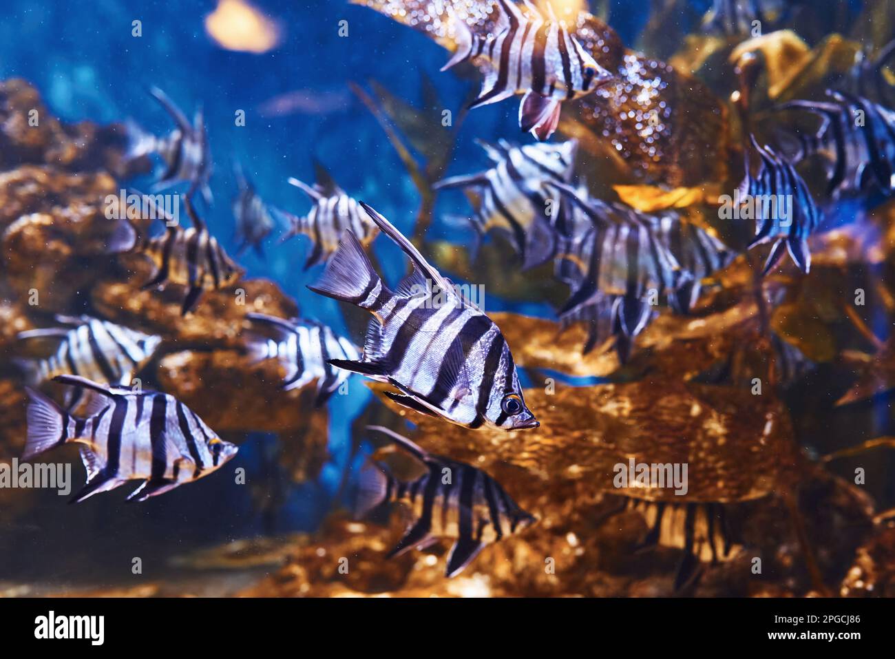 Enoplosus armatus. Underwater close up view of tropical fishes. Life in ...