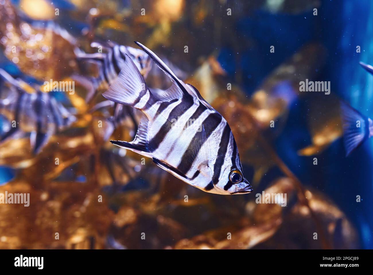 Enoplosus armatus. Underwater close up view of tropical fishes. Life in ...