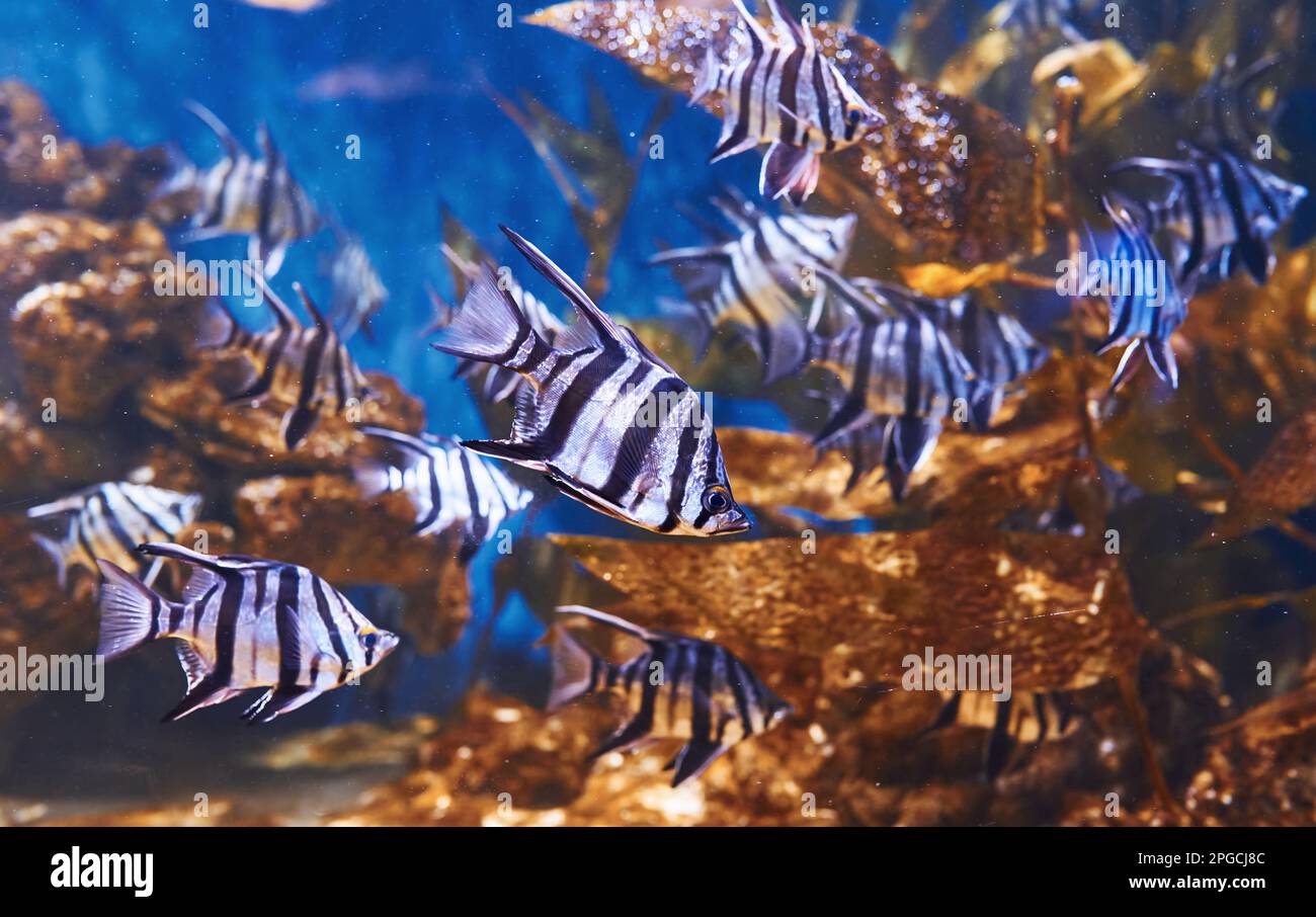 Enoplosus armatus. Underwater close up view of tropical fishes. Life in ...