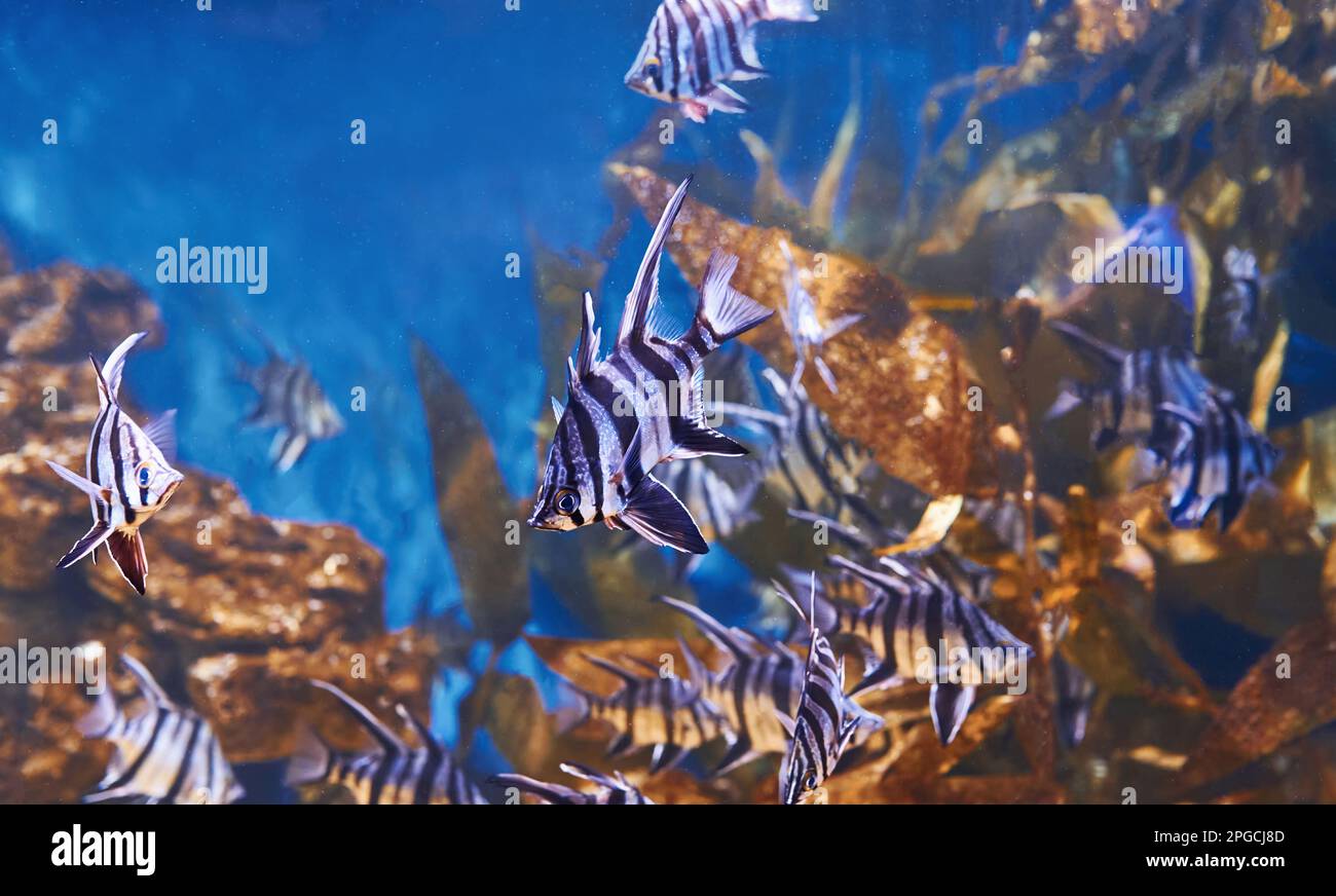 Enoplosus armatus. Underwater close up view of tropical fishes. Life in ...