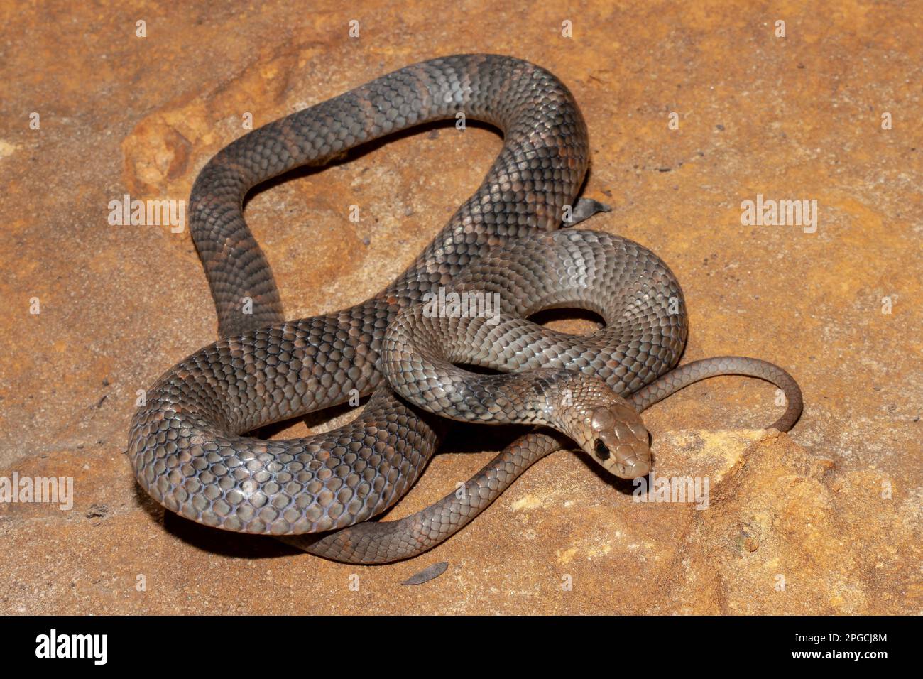 Highly venomous Juvenile Australian Eastern Brown Snake Stock Photo - Alamy