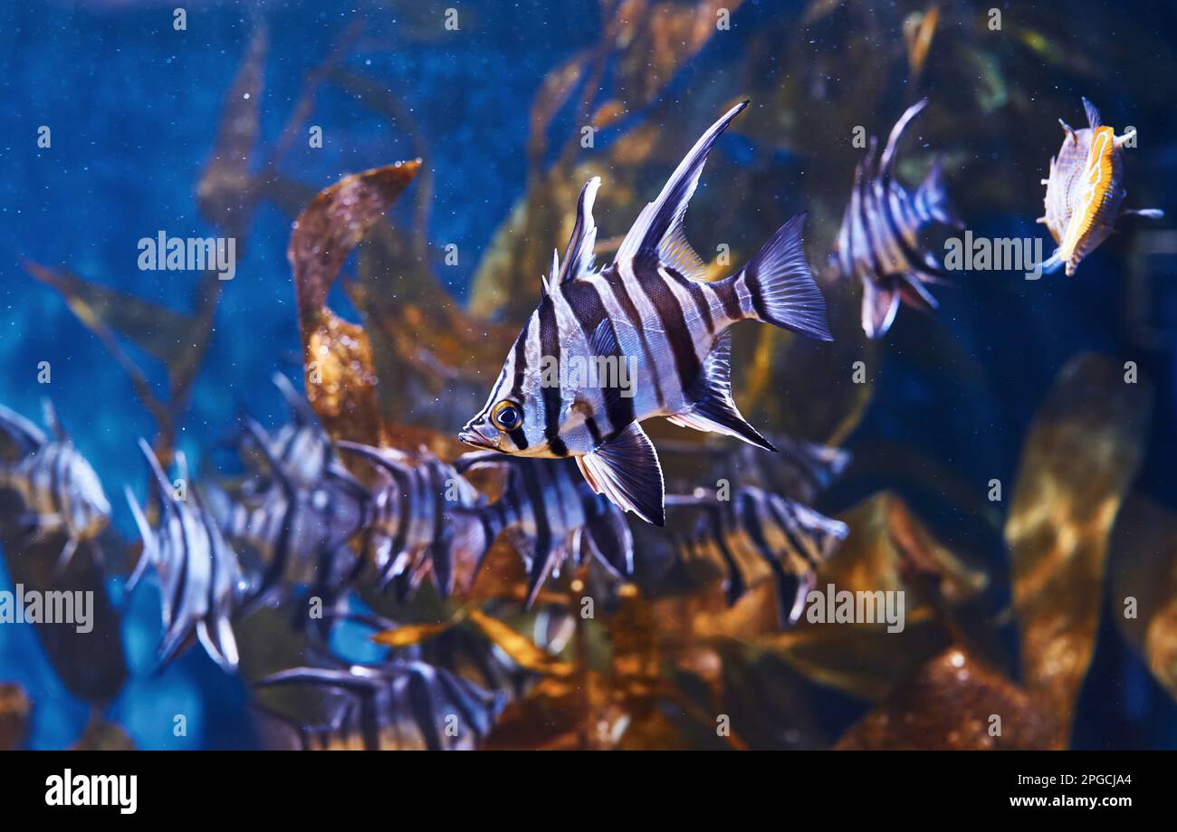 Enoplosus armatus. Underwater close up view of tropical fishes. Life in ...