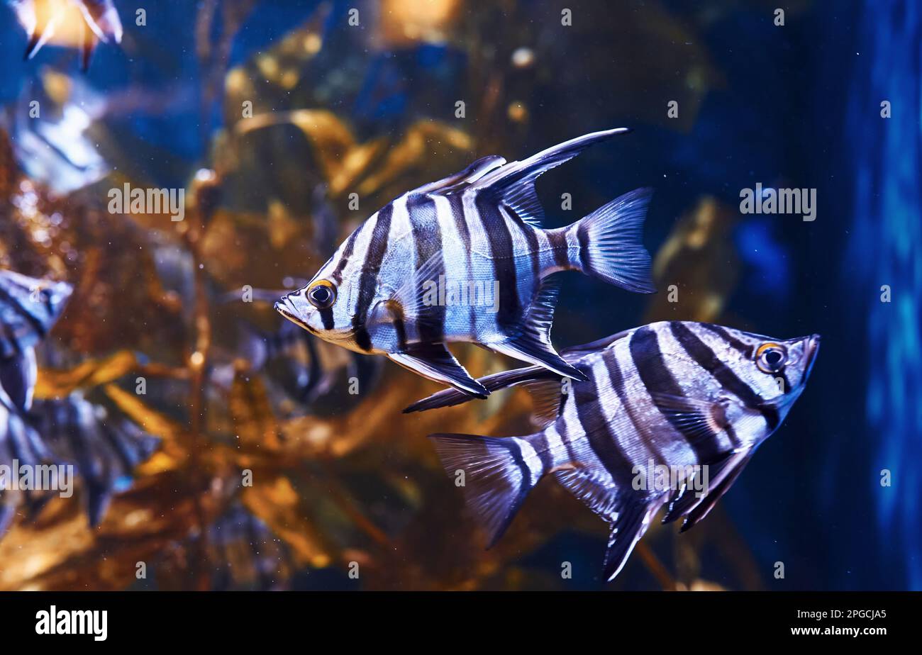 Enoplosus armatus. Underwater close up view of tropical fishes. Life in ...