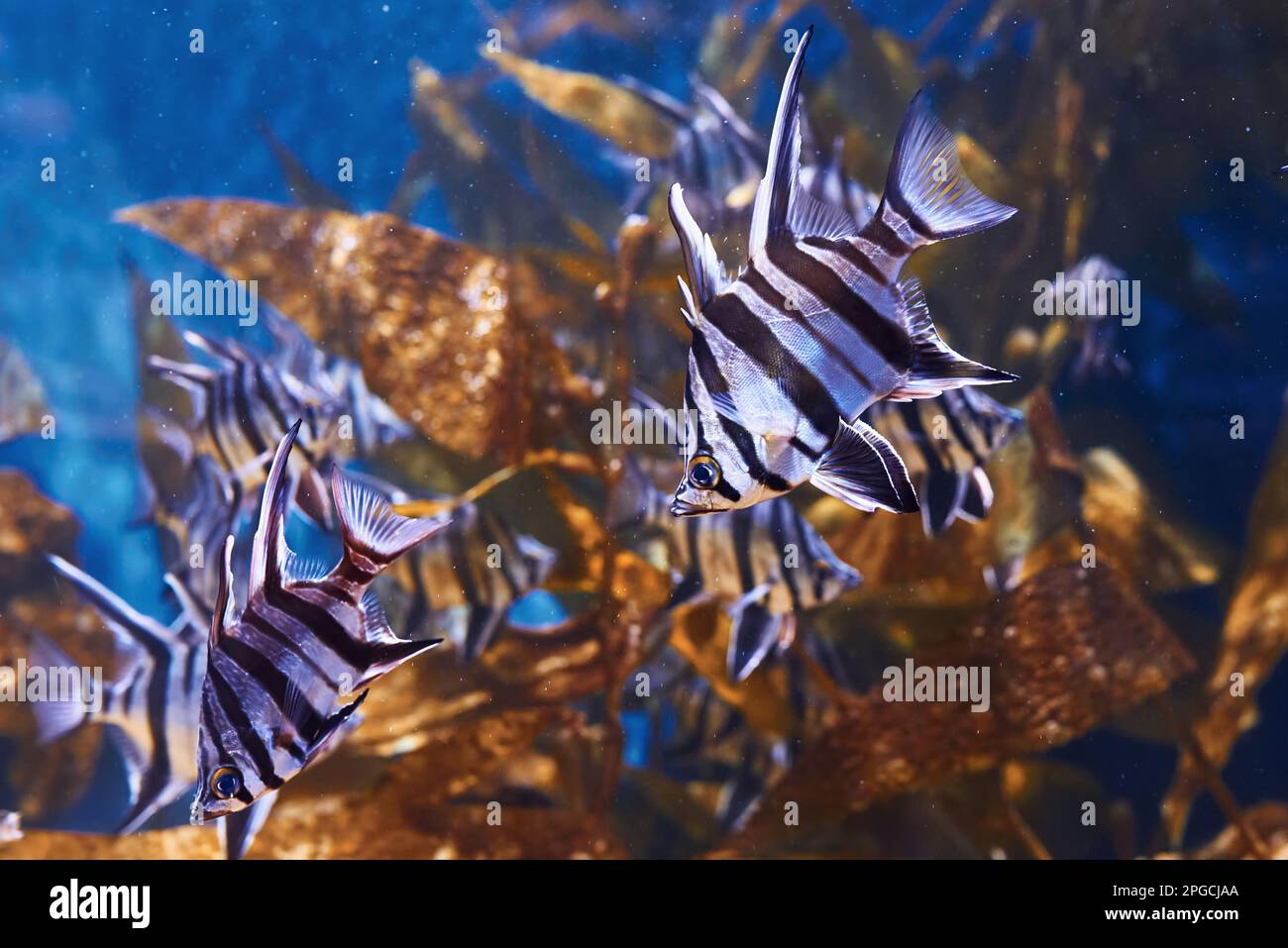 Enoplosus armatus. Underwater close up view of tropical fishes. Life in ...
