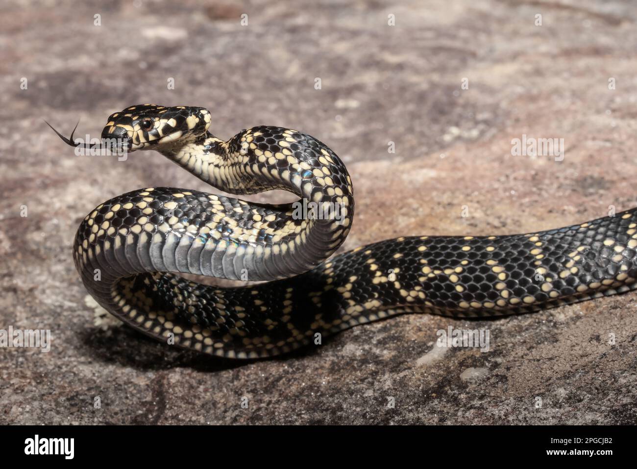 Highly venomous Australian Broad-headed Snake Stock Photo - Alamy