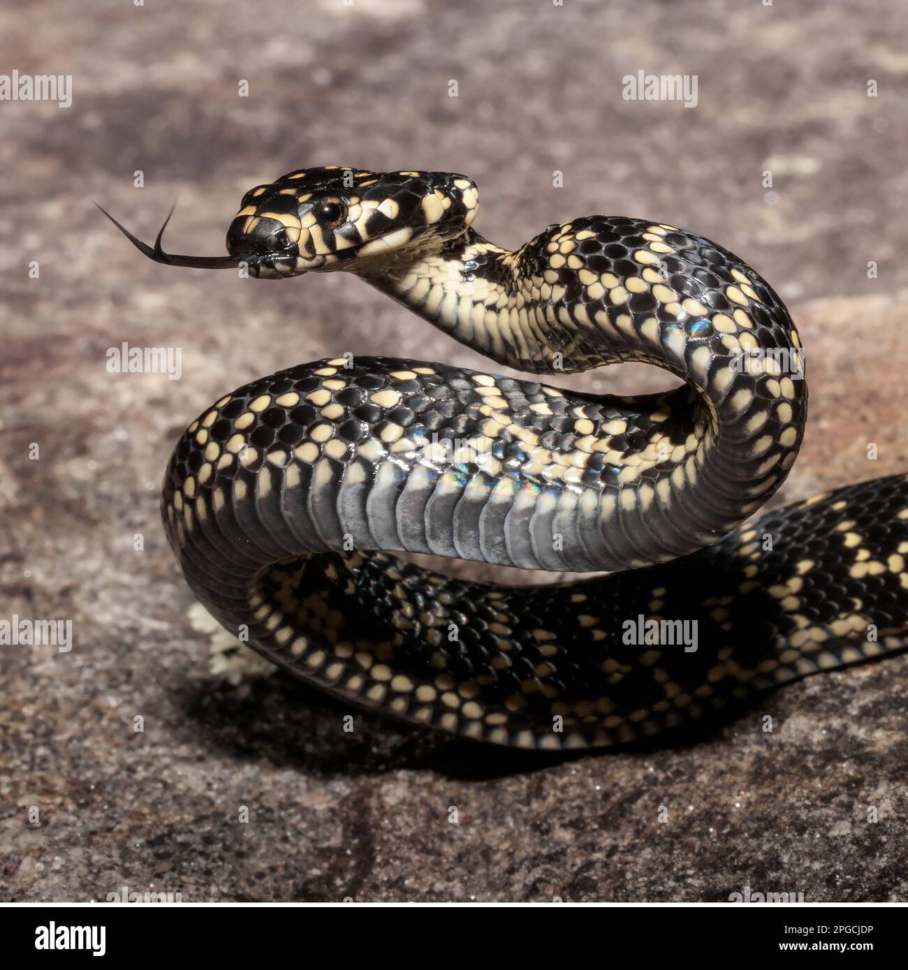 Highly venomous Australian Broad-headed Snake Stock Photo - Alamy