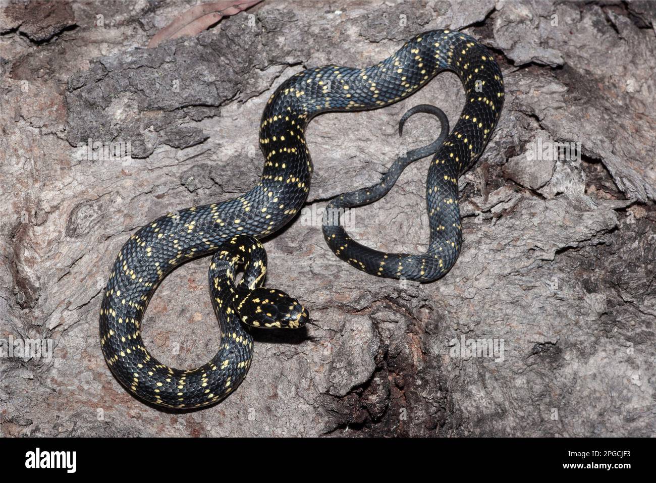 Highly venomous Australian Broad-headed Snake Stock Photo - Alamy