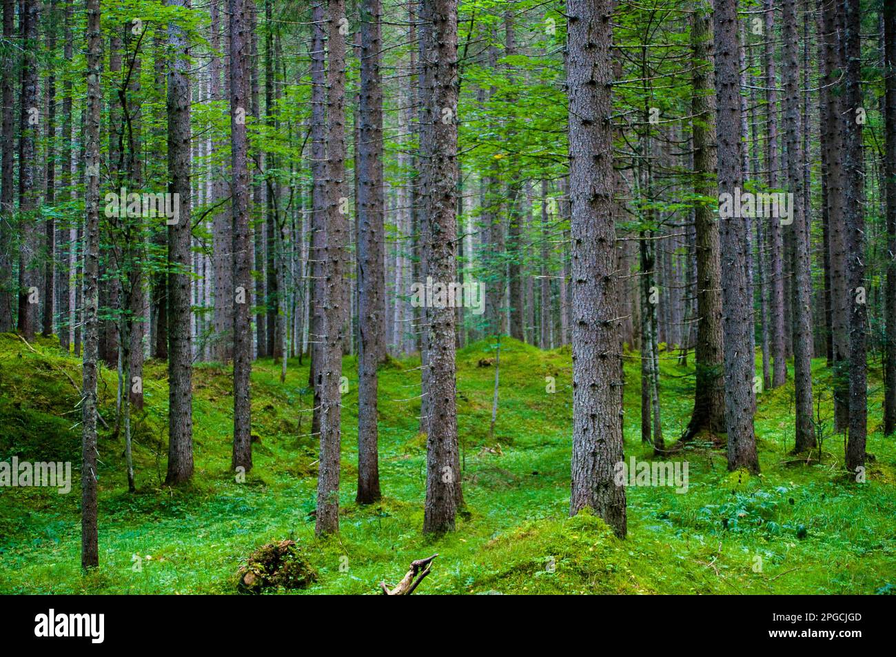 la bellezza e la peculiarità della natura in montagna, gli elementi ...