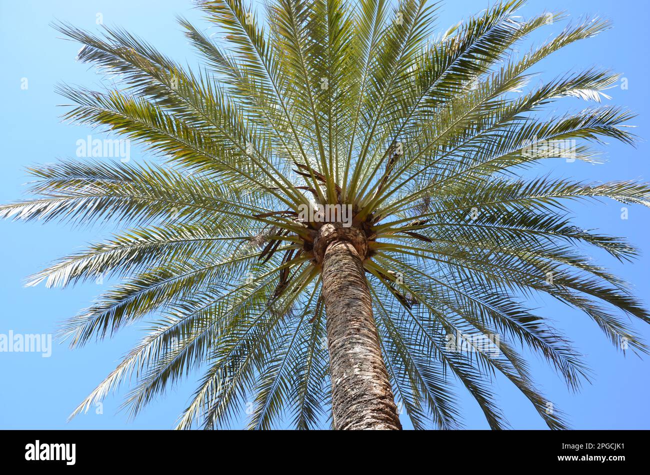 Closeup palm tree hi-res stock photography and images - Alamy